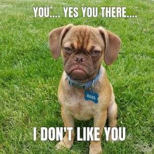 10+ Angry Dog Meme That Hilarious | Page 3 of 3 | PetPress
