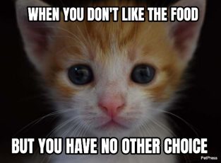 Top 10+ Crying Cat Memes That Will Make You Go ‘Awwww!”
