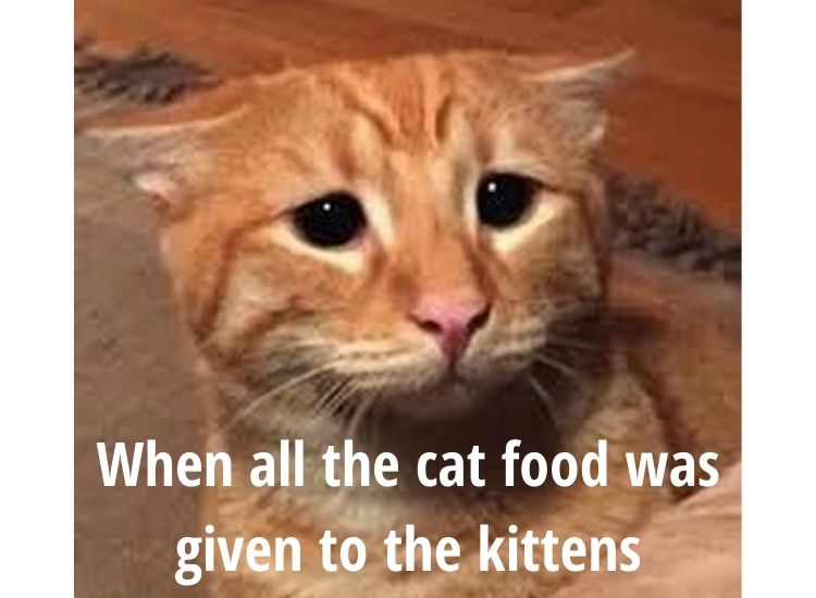 Top 10+ Crying Cat Memes That Will Make You Go ‘Awwww!”