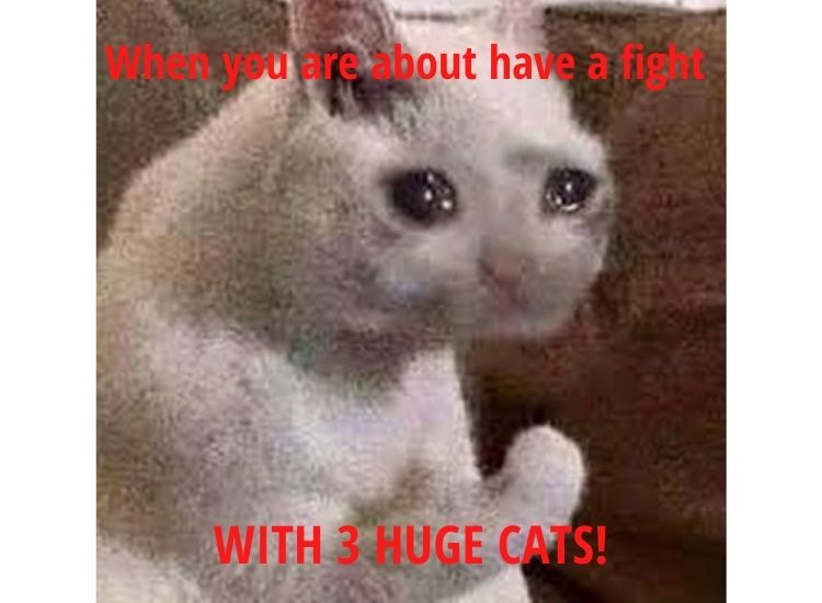 Top 10+ Crying Cat Memes That Will Make You Go ‘Awwww!”