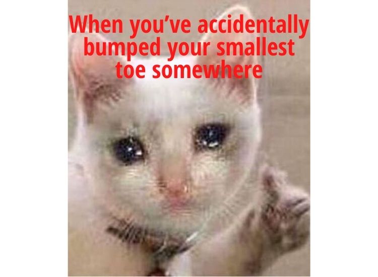 Top 10+ Crying Cat Memes That Will Make You Go ‘Awwww!”