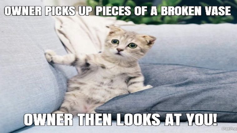 Top 15 Black Cat Memes That Are Terrifyingly Funny