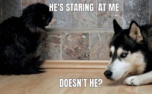 10+ Scared Dog Memes With Hilarious Reactions - PetPress