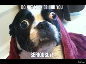 10+ Scared Dog Memes With Hilarious Reactions - PetPress