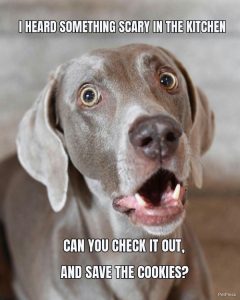 10+ Scared Dog Memes With Hilarious Reactions - PetPress