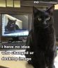 Top 15 Black Cat Memes That Are Terrifyingly Funny!