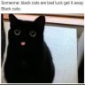 Top 15 Black Cat Memes That Are Terrifyingly Funny!