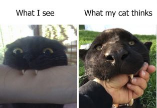 Top 15 Black Cat Memes That Are Terrifyingly Funny!