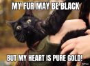 Top 15 Black Cat Memes That Are Terrifyingly Funny!