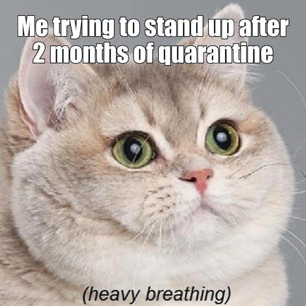 Top 10+ Funniest Fat Cat Memes on the Internet | PetPress