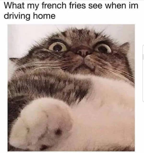 Top 10+ Funniest Fat Cat Memes on the Internet | PetPress
