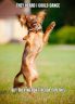 10+ Funny Dancing Dog Meme | PetPress