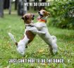 10+ Funny Dancing Dog Meme | PetPress