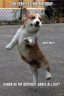10+ Funny Dancing Dog Meme | PetPress