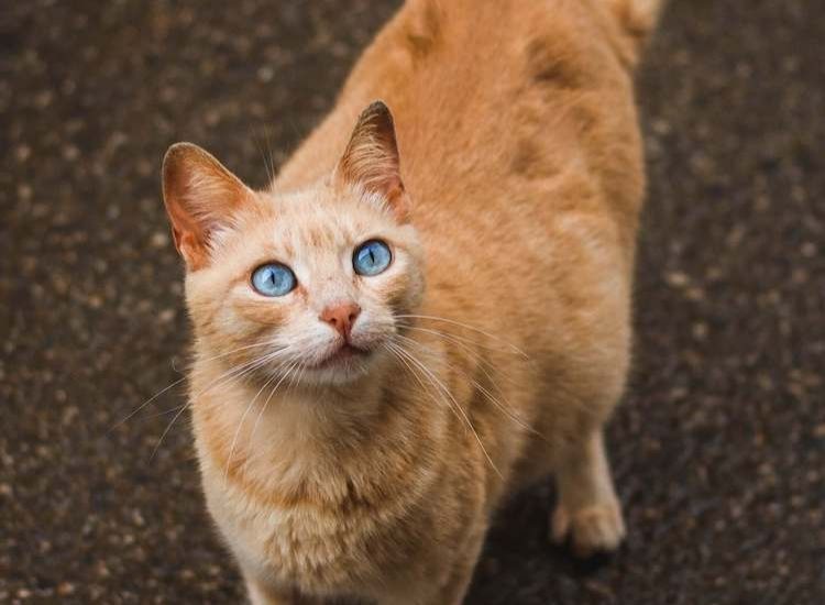 Cat Name Generator | Find Out The Best Cat Name For Your Purry Friend