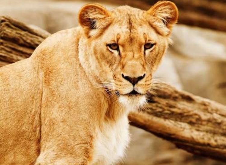 Lion Name Generator Find Out The Best Names For Lions 