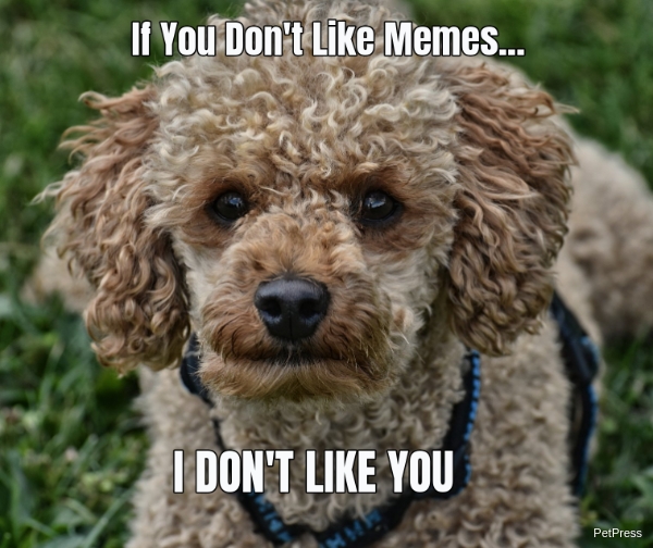 If you dont like memes? angry poodle meme - PetPress