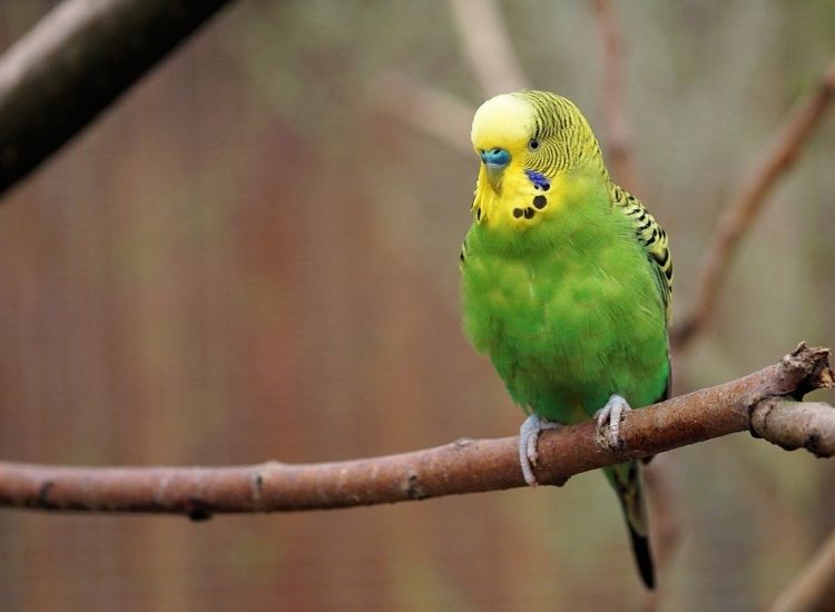 10+ Most Popular Bird Names Articles For Naming Your Feathered Friend