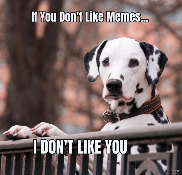if you don't like memes? dalmatian meme angry | PetPress
