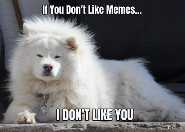 if you don't like memes? samoyed meme angry - PetPress