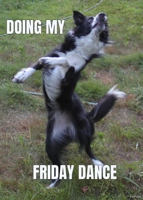 Border collie friday dance - PetPress