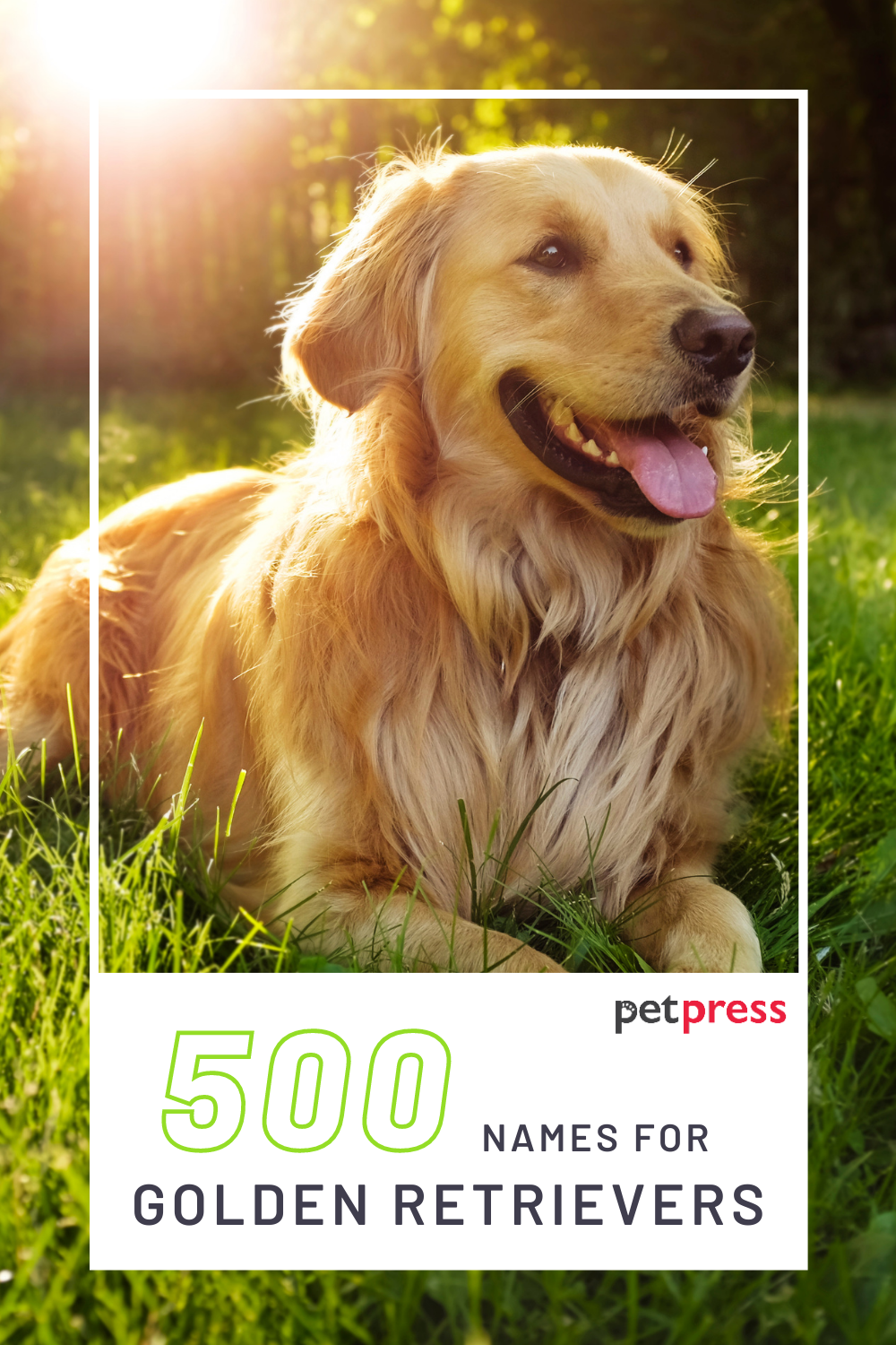 500 Golden Retriever Names Popular Male And Female Names PetPress 500 Golden Retriever Names Popular Male And Female Names PetPress