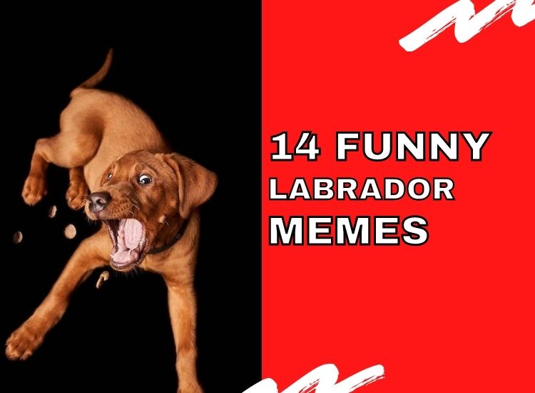 10+ Most Popular Dog Meme Articles That Are Really Funny