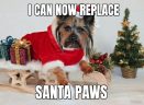 20+ Best Christmas Dog Memes The Internet Has EVER Seen