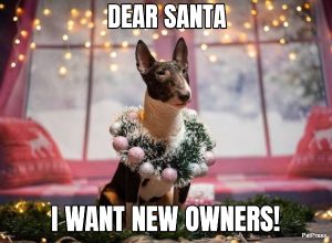 20+ Best Christmas Dog Memes The Internet Has EVER Seen