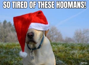 20+ Best Christmas Dog Memes The Internet Has EVER Seen