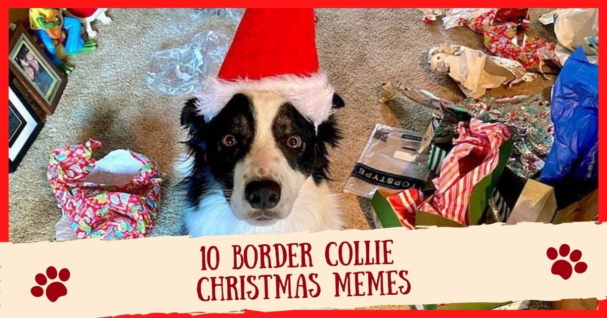 The Best Pet Meme Generator | PetPress