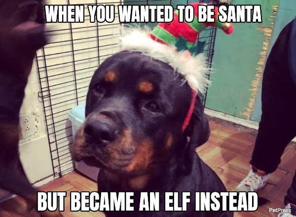 funny rottweiler christmas meme | PetPress