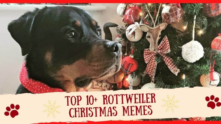 14 Cute And Funny Rottweiler Pictures - PetPress