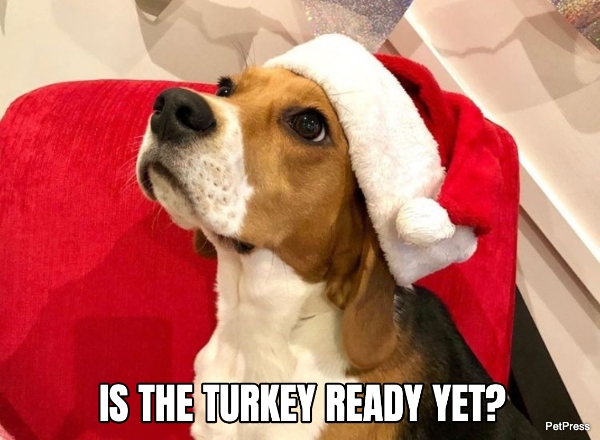 funny christmas beagle meme | PetPress