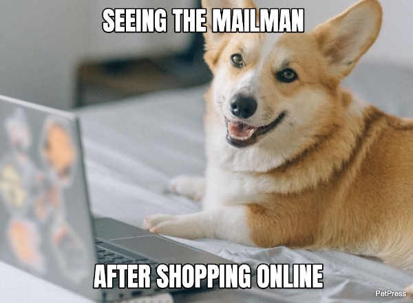 corgi cyber monday meme - PetPress