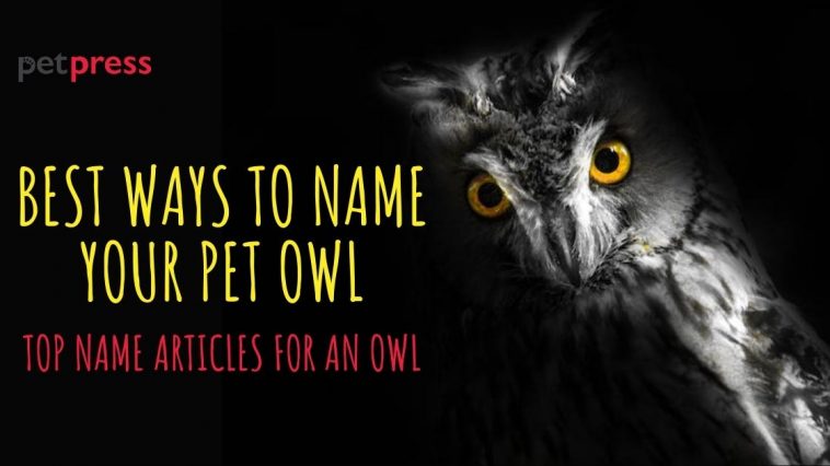 Top 30+ Good and Cute Names For Snow Owls | PetPress
