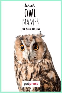 Owl Names: The 300 Most Popular Names for Owls - PetPress