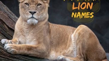 Top Lion Name Articles - Best Ways To Name A Lion | PetPress