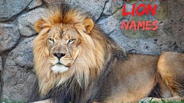 20+ Lion King Names | Best Lion Names Inspired By The Lion King