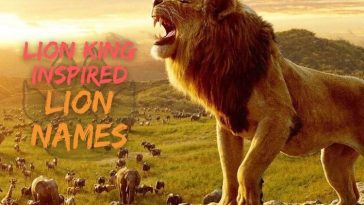 20+ Best Male Lion Names | Good Names For Male Lions