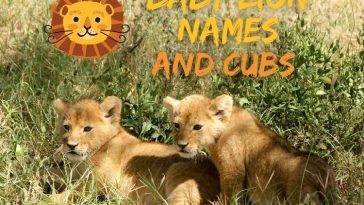 Lion Names - 330+ Awesome Lion Name Ideas with Meanings