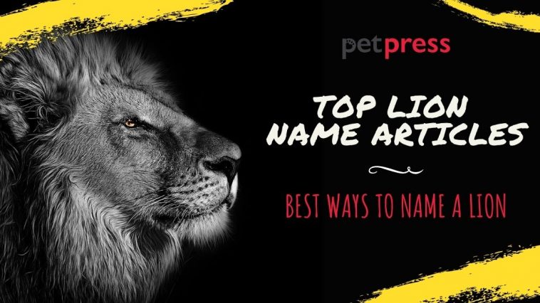 20+ Best Male Lion Names | Good Names For Male Lions