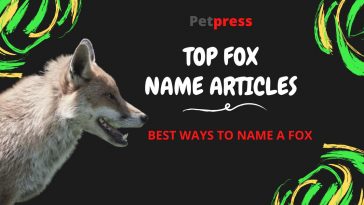 20+ Funny Fox Names | List of Cute Names For A Pet Fox | PetPress