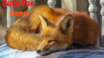 20+ Funny Fox Names | List of Cute Names For A Pet Fox | PetPress