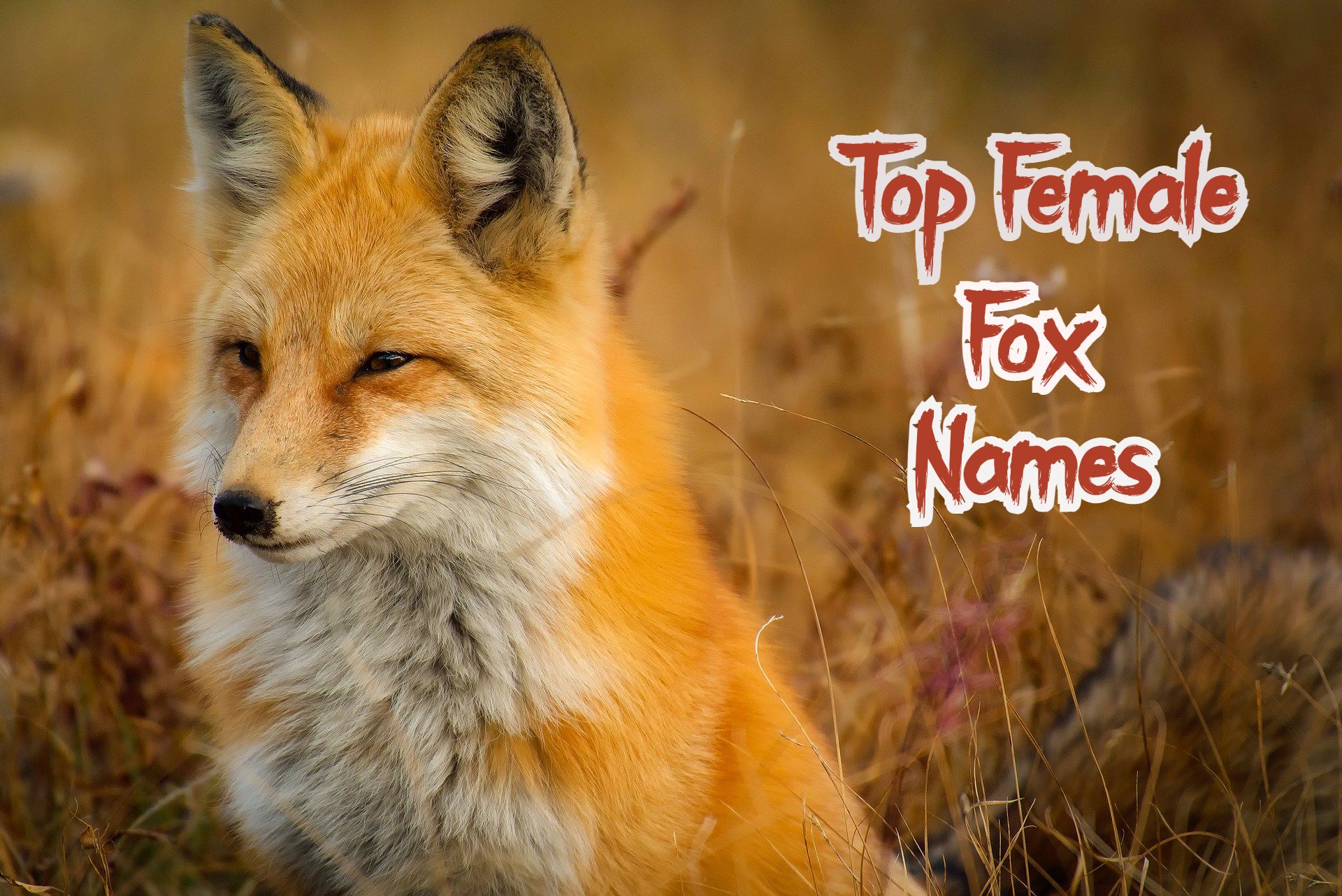 30 Good Cute Female Fox Or Vixen Names PetPress 30 Good Cute Female Fox Or Vixen Names PetPress