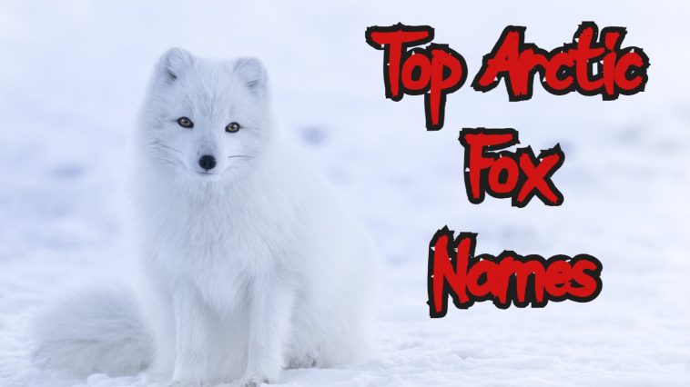 Top 100+ Cute Fox Names (Male & Female) | PetPress
