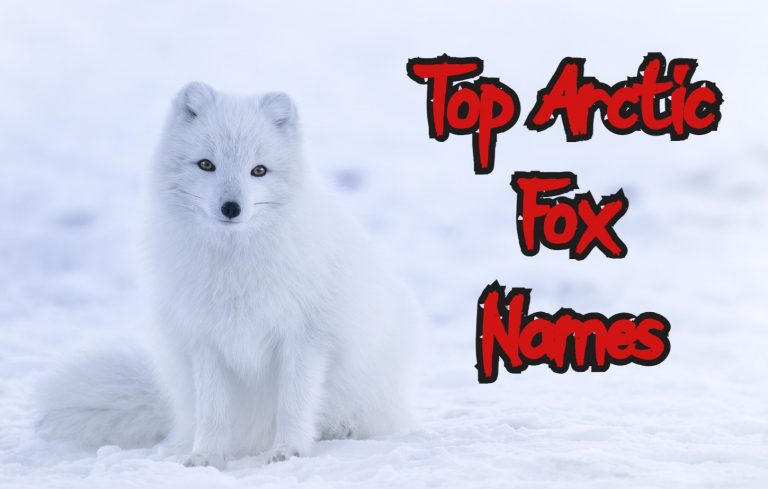 Top Fox Name Articles – Best Ways To Name A Fox | PetPress