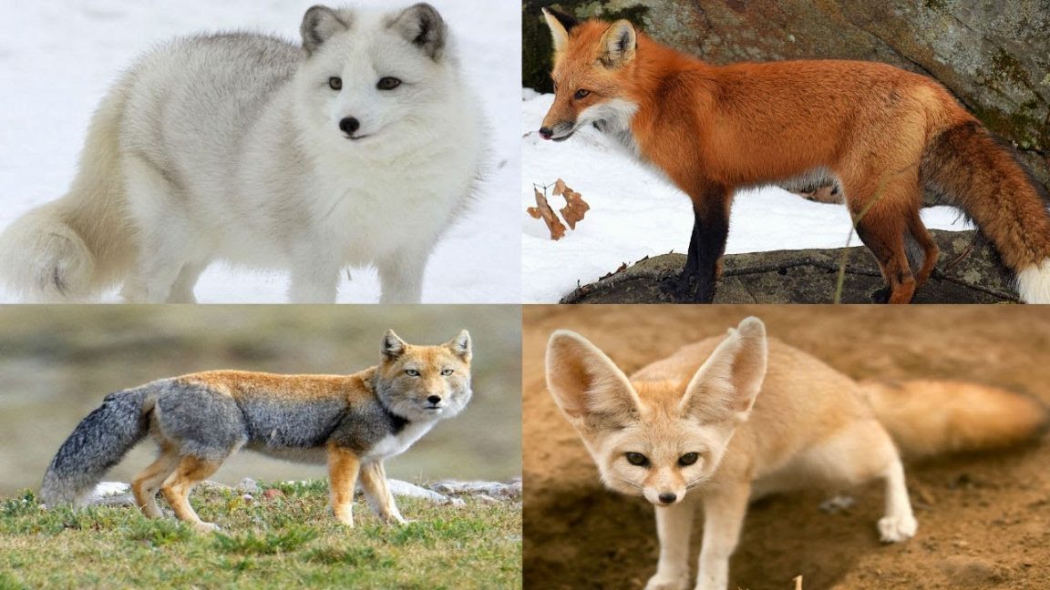Fox Name Generator – Find The Best Name For Your Pet Fox - PetPress