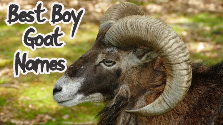 40+ Twin Goat Names - Names For A Pair Of Goats | PetPress