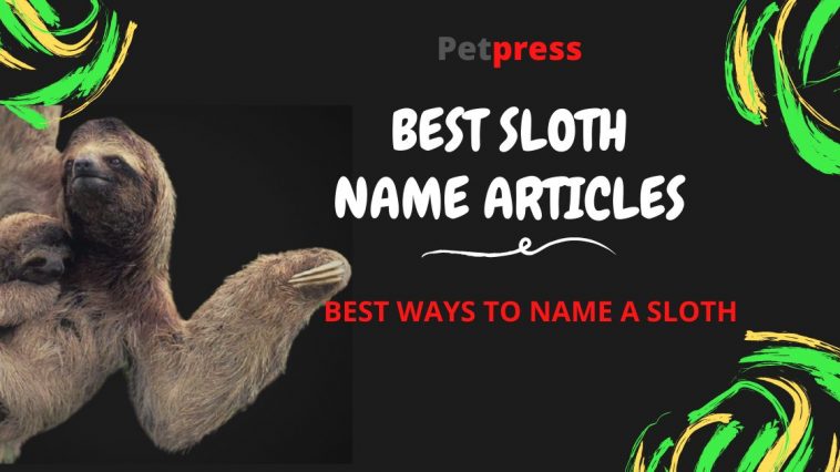 200+ Pet Sloth Names (Cute, Funny, Male, and Female Names)